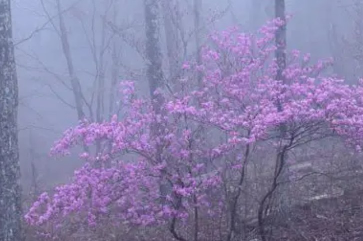 20 significati simbolici del sognare fiori di nebbia – Interpretazione ...